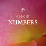 The Meaning of Roses by the Number - Freytags Florist - Freytags Florist