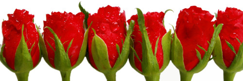 The Meaning of Roses by the Number - Freytags Florist - Freytags Florist