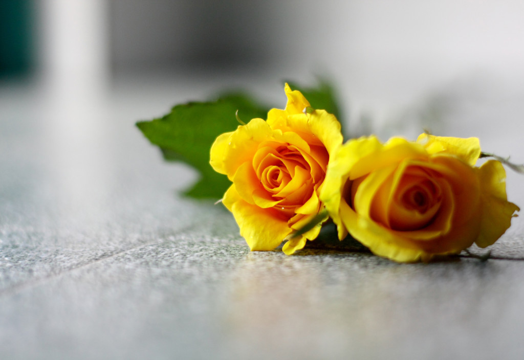 The Meaning of Roses by the Number - Freytags Florist - Freytags Florist
