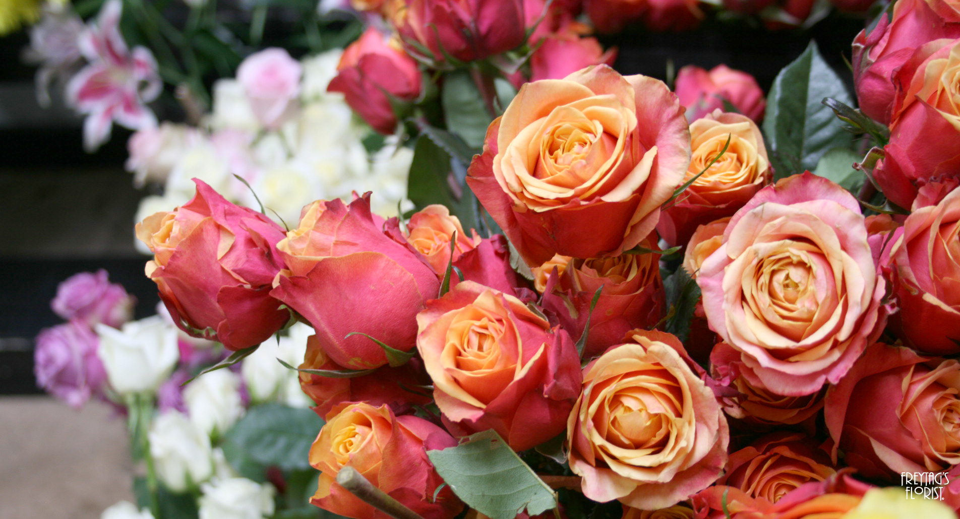Quick Rose Care Guide for National Rose Month - Freytags Florist ...